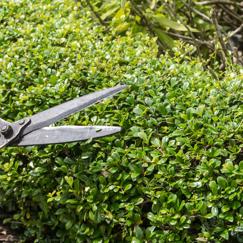 Here's How to Prepare Your Yard for the Winter | Hoffmans Lawn ...