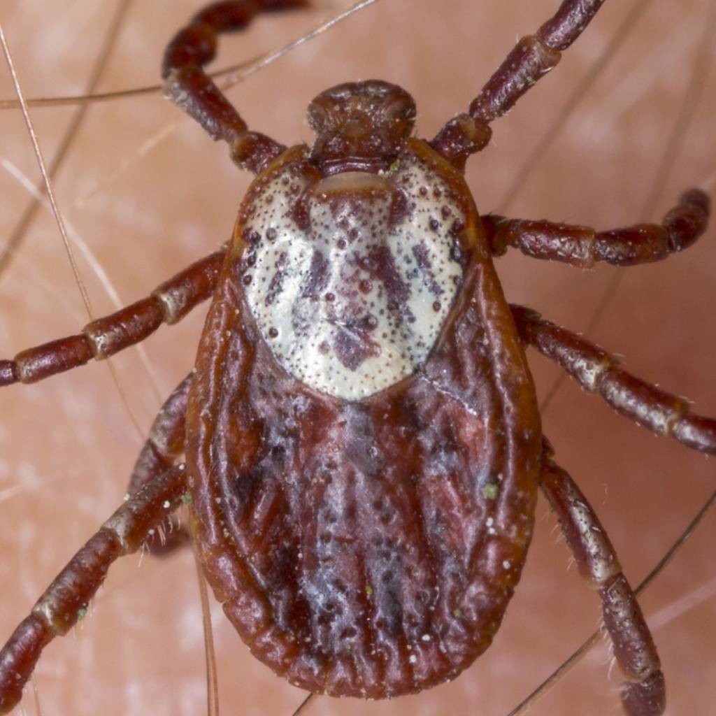 3 Things You Can Do to Protect Yourself From Ticks! | Hoffmans Lawn ...