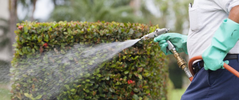 Chigger Control in Delaware, Lewis Center & Powell, OH | Hoffmans Lawn ...